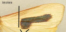 Papua Insects Foundation (Lepidoptera/Erebidae(Arctiinae)/Oeonistis ...
